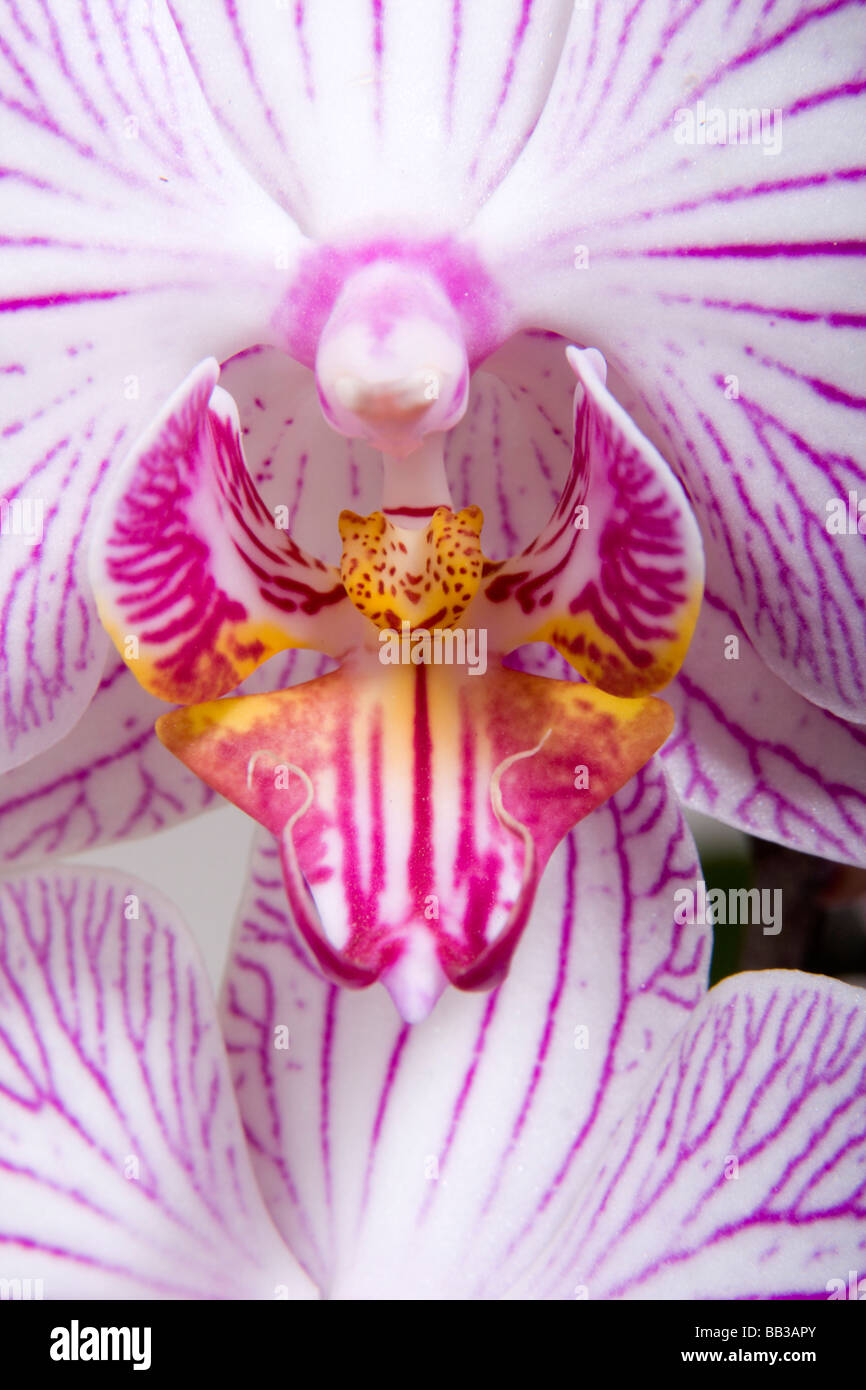 Close up of the orchid flower Stock Photo - Alamy