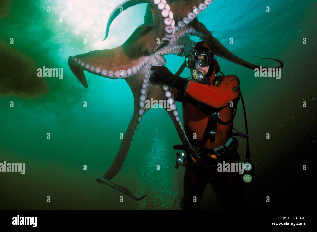 Giant pacific octopus hi-res stock photography and images - Alamy