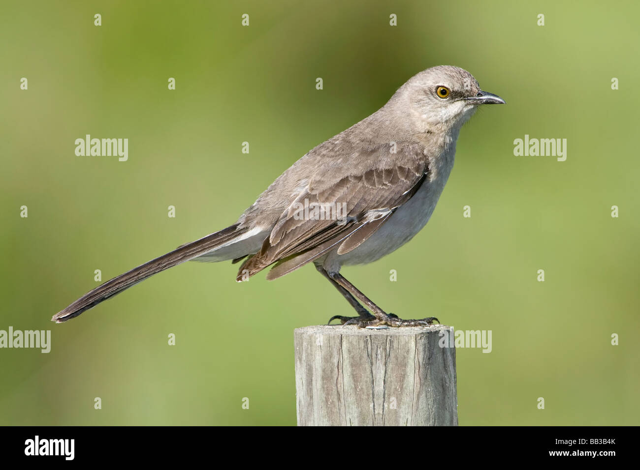 Adult mockingbird hi-res stock photography and images - Alamy