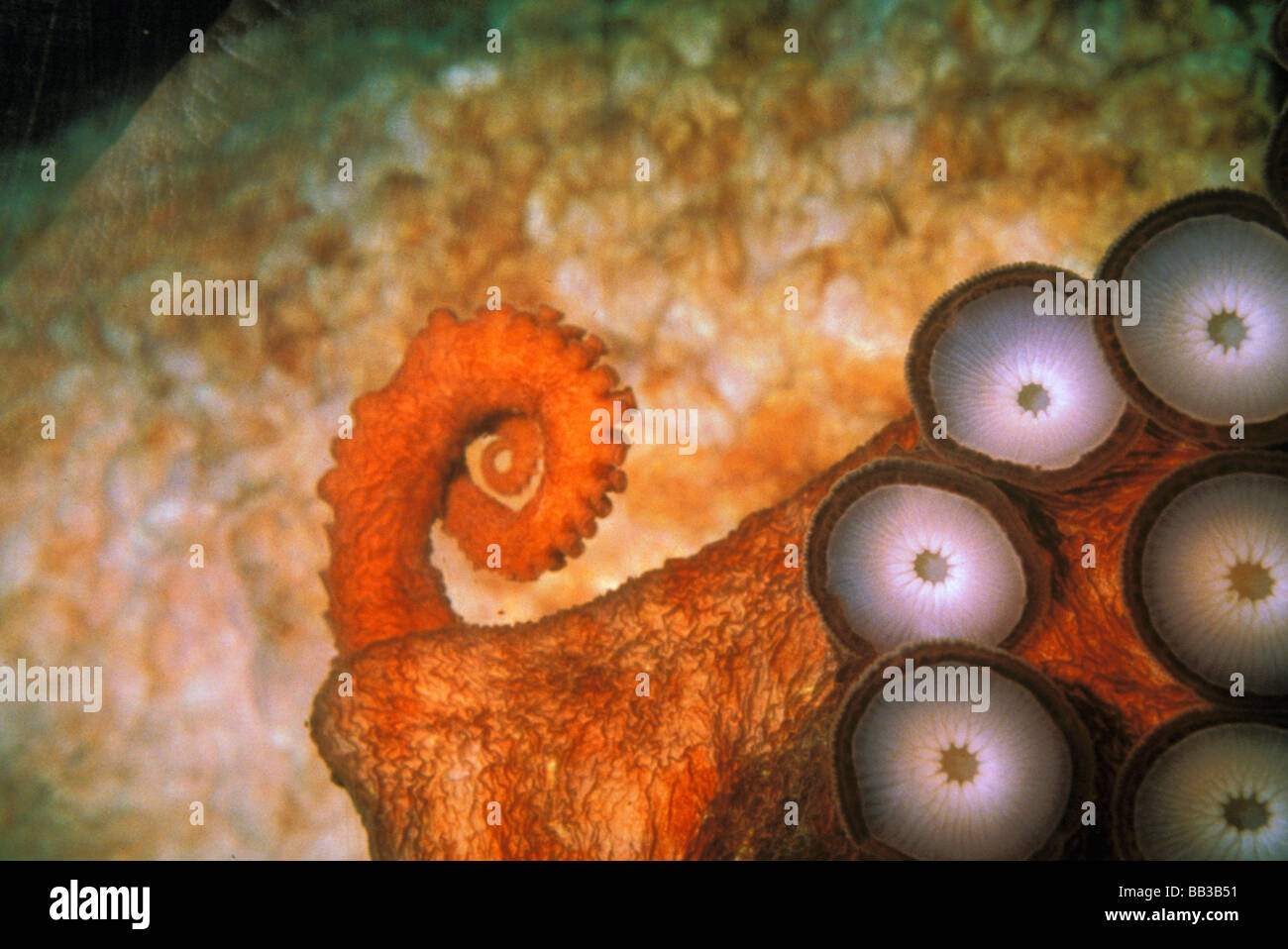 USA, Pacific Northwest. Giant Pacific octopus, or octopus dofleini ...