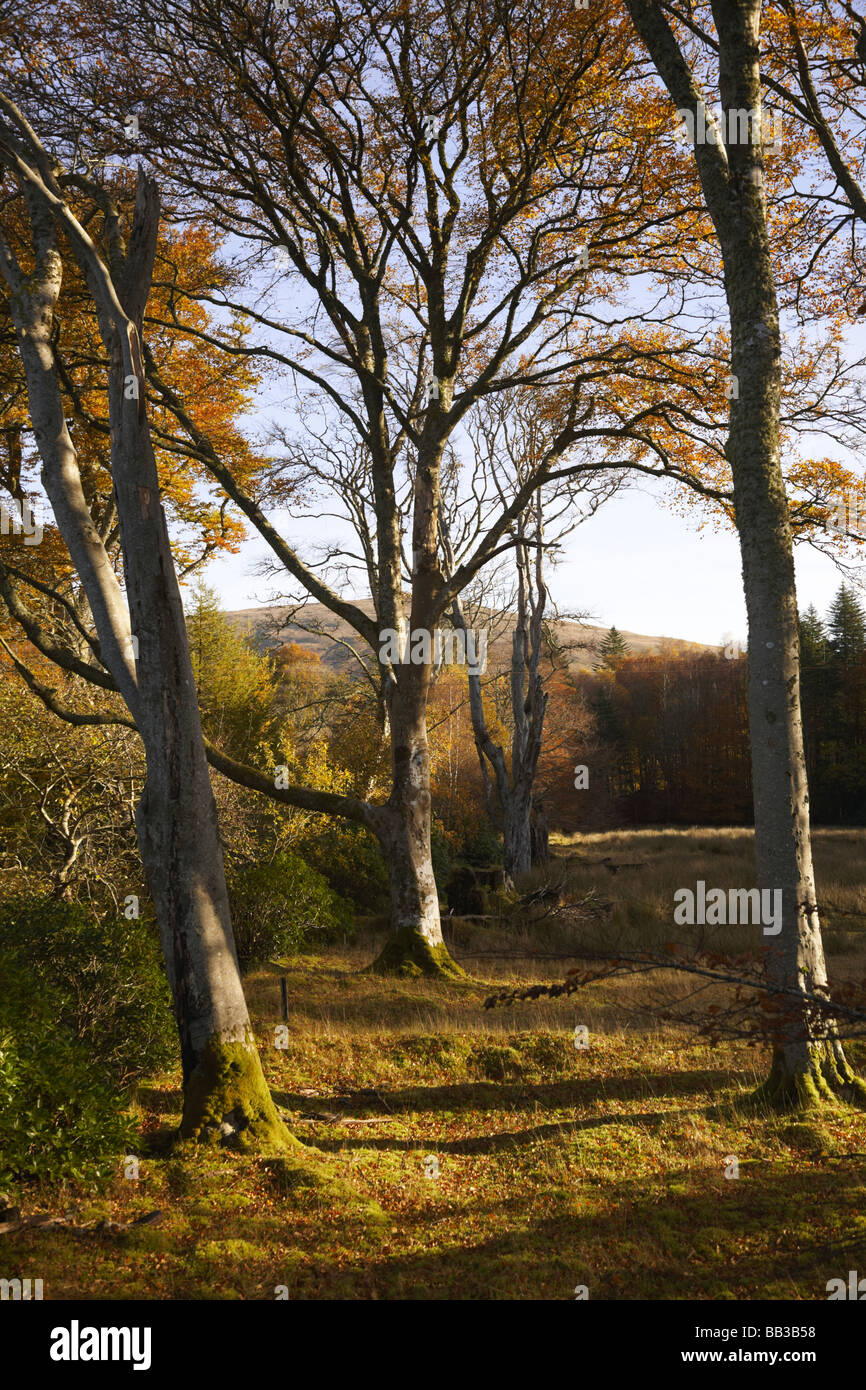 Autumn leaf colours in Strachur Park, Strachur, Argyll, Scotland Stock ...