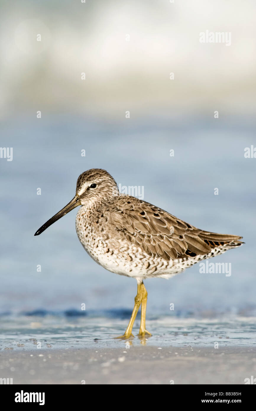 Short billed Dowitcher Stock Photo - Alamy