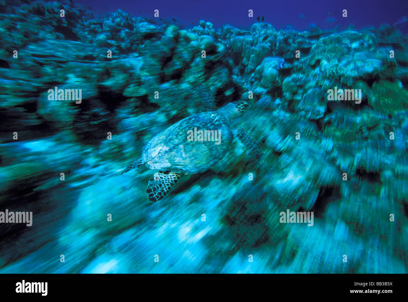 Turtle eat sponge hi-res stock photography and images - Alamy