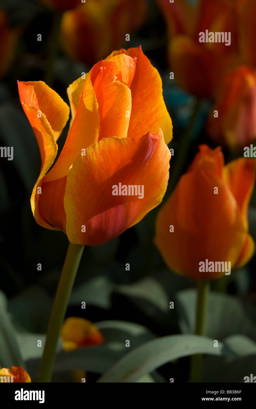 Tulipa 'Compostella' - Greigii (div. 14 Stock Photo - Alamy