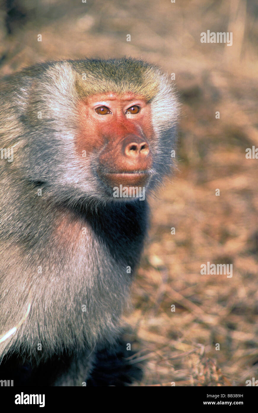 West Africa. Captive Hamadryas Baboon, or papio hamadryas Stock Photo ...