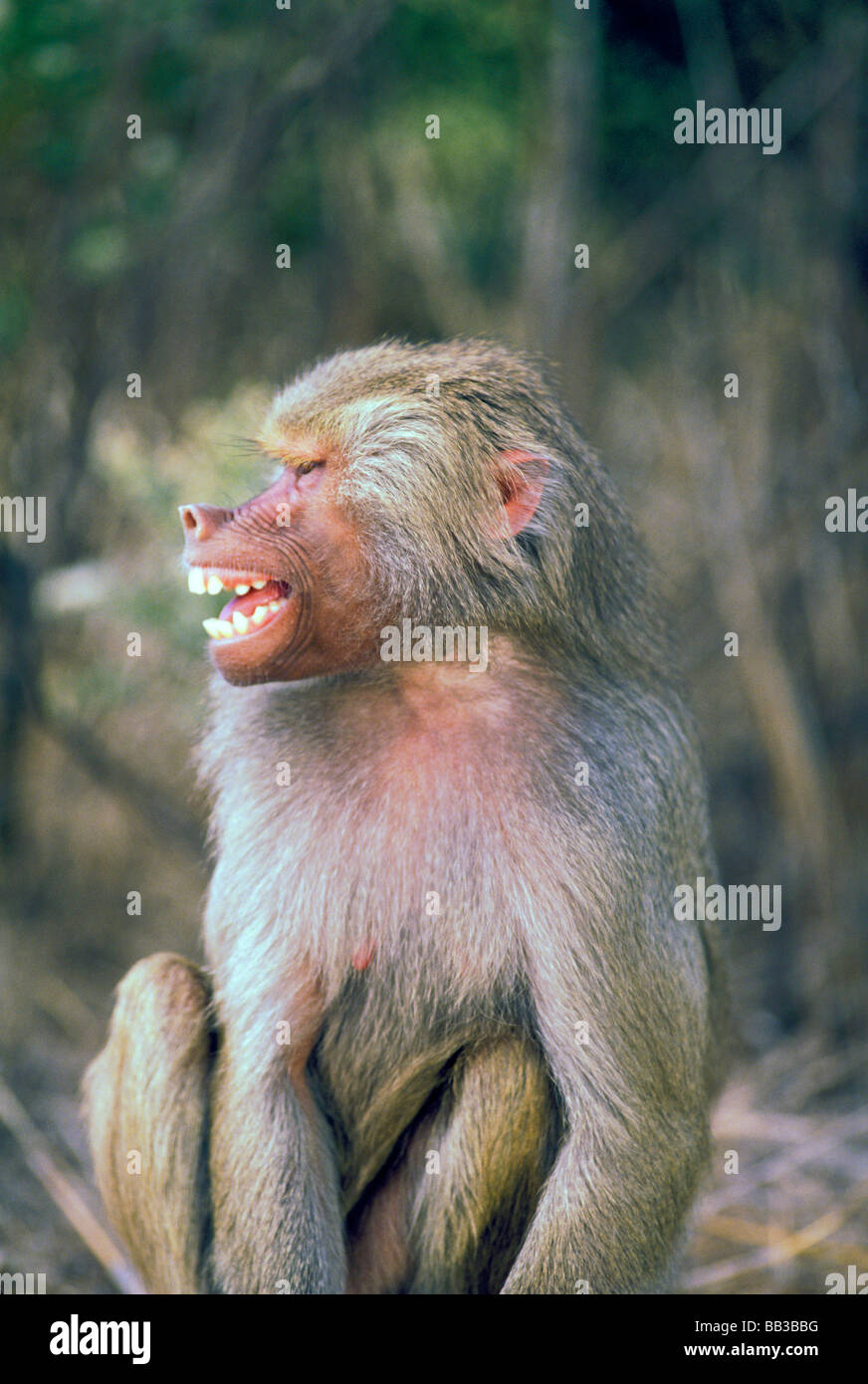West Africa. Hamadryas baboon Stock Photo - Alamy