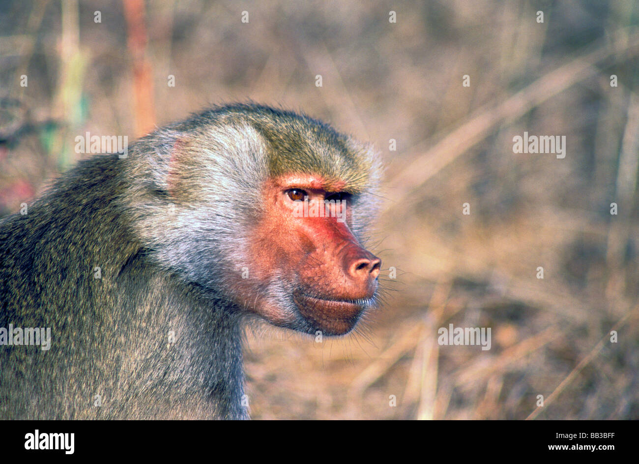 West Africa. Captive hamadryas baboon, or papio hamadryas Stock Photo ...