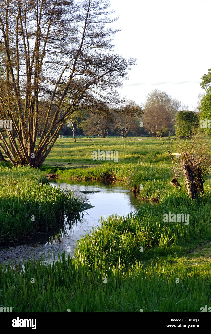 River Coln at Coln St Dennis, Gloucestershire, England, UK Stock Photo ...