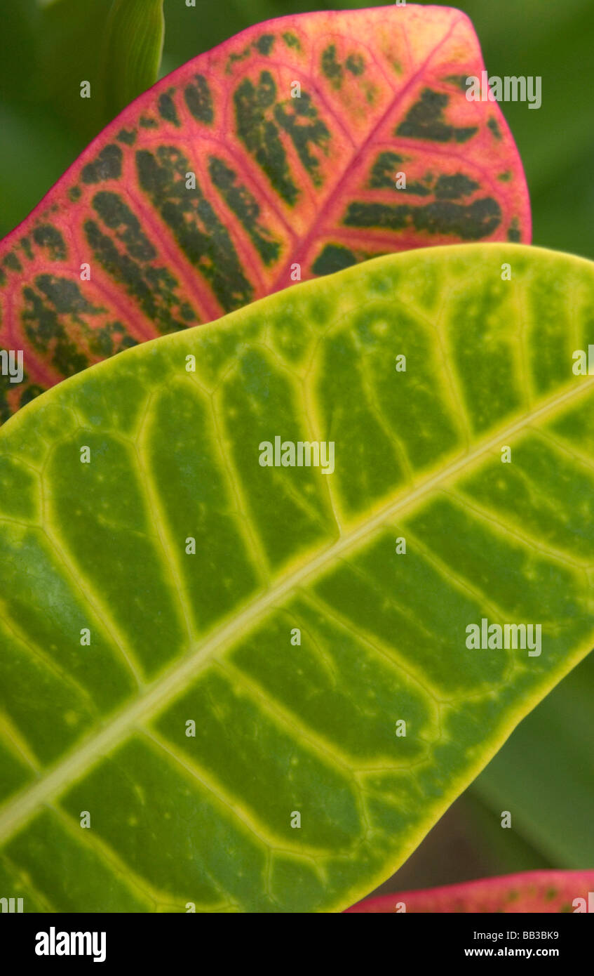 Native hawaiian foliage hi-res stock photography and images - Alamy