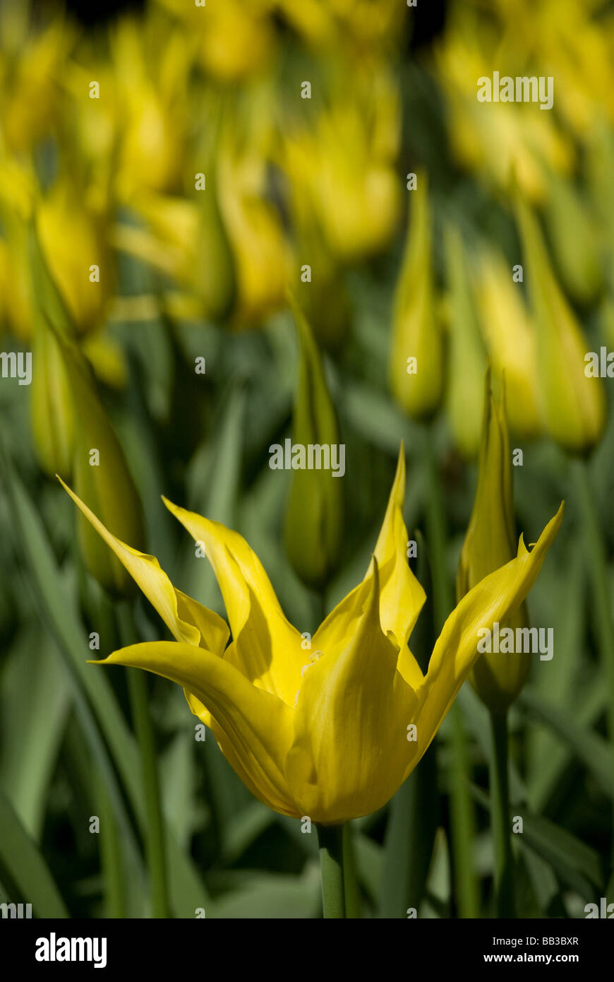 Tulip tulipan tulipany hi-res stock photography and images - Alamy