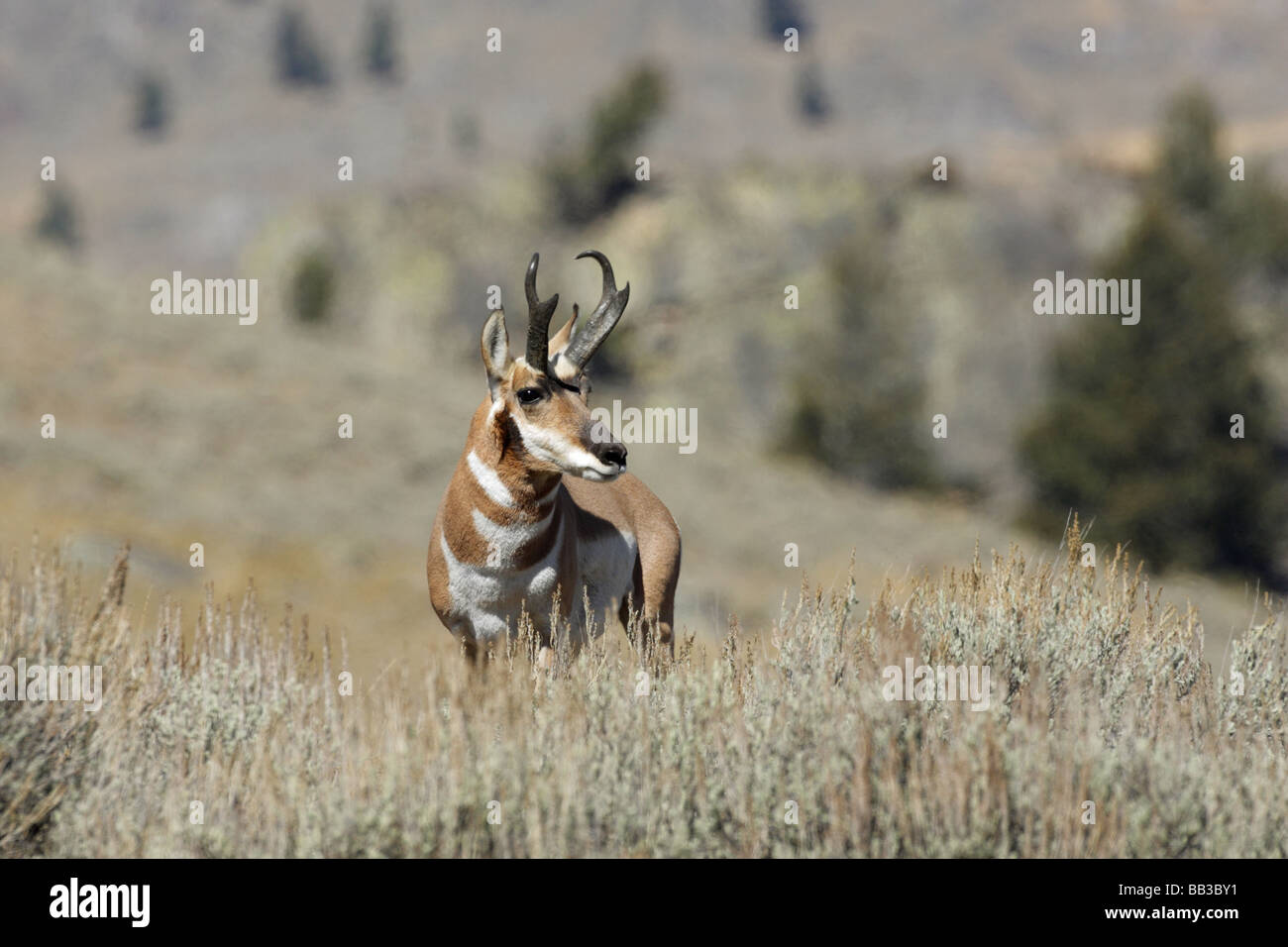 Pronghorn Antelope Antilocapra americana male stag standing in the sage ...