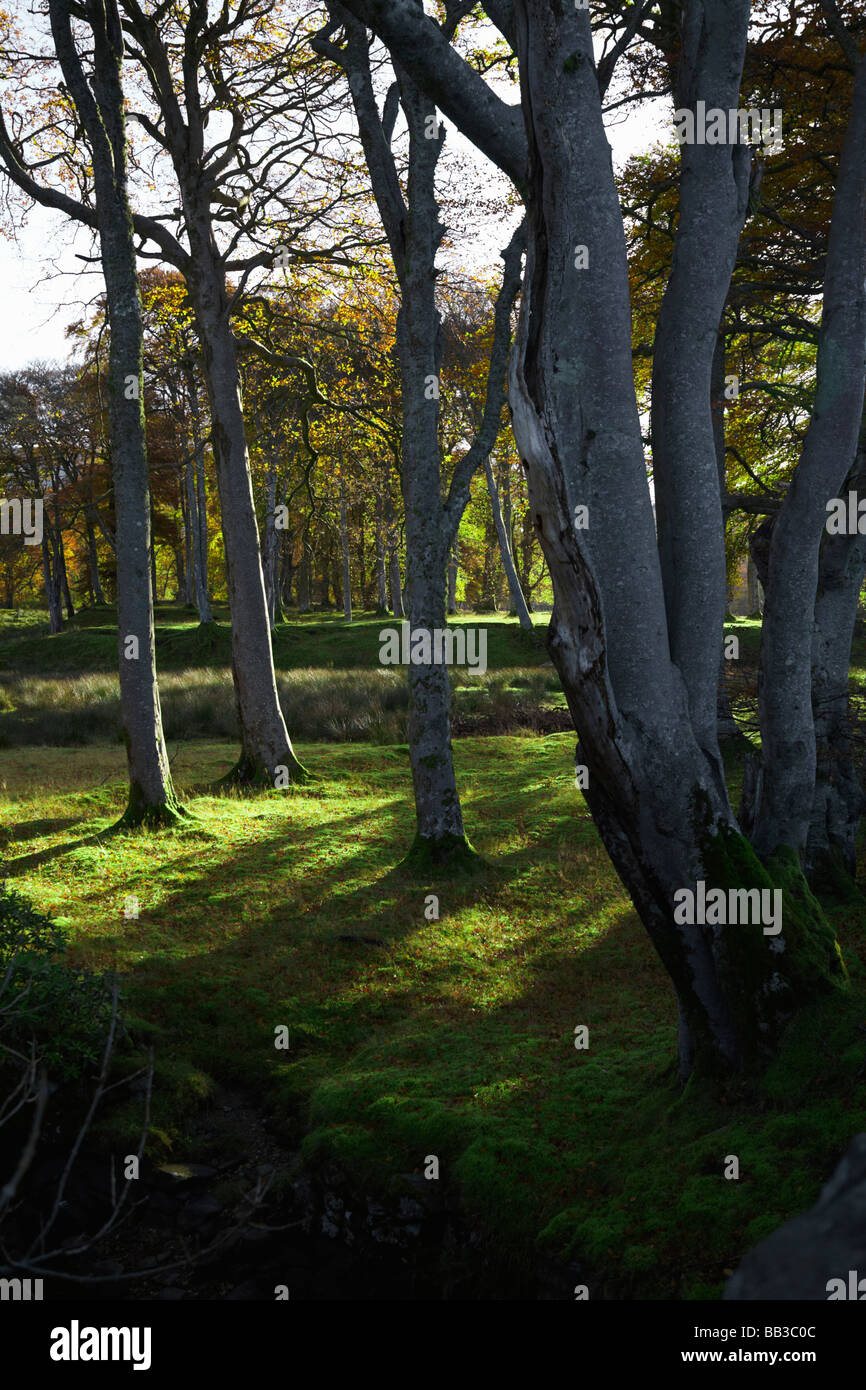 Autumn leaf colours in Strachur Park, Strachur, Argyll, Scotland Stock ...
