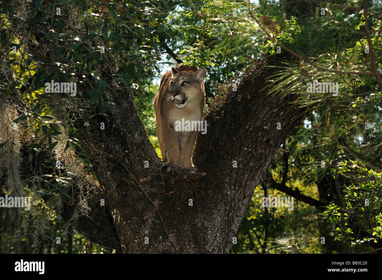 Puma hi-res stock photography and images - Alamy