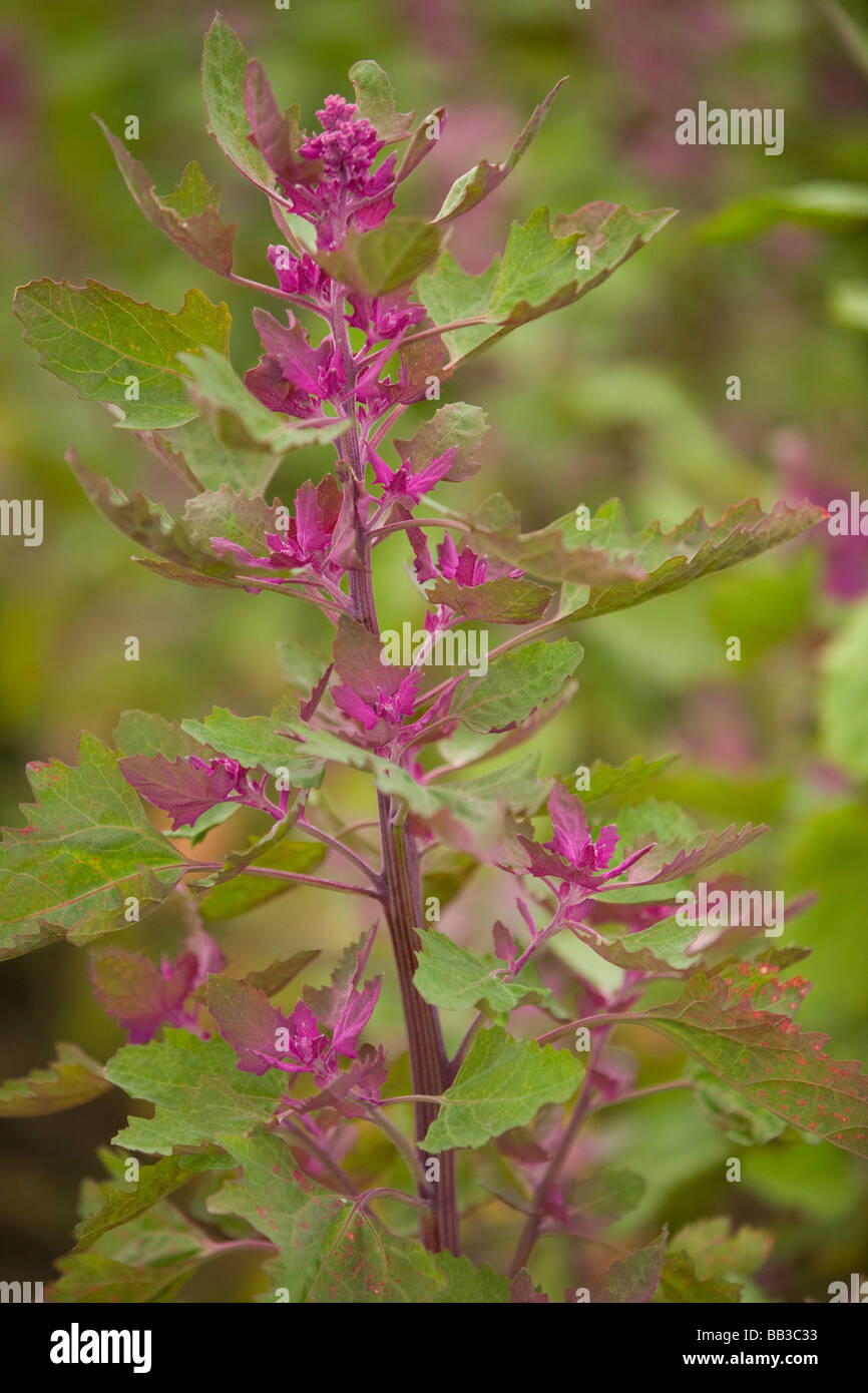 South America, Ecuador, Banos, Quinoa plant Stock Photo - Alamy