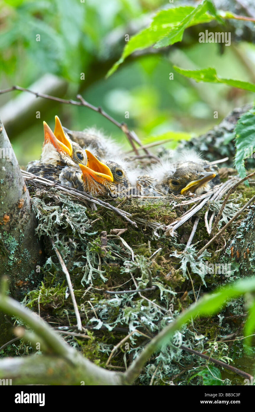 A Thrush Turdus ericetorum feeding four fledgling baby chicks in her ...