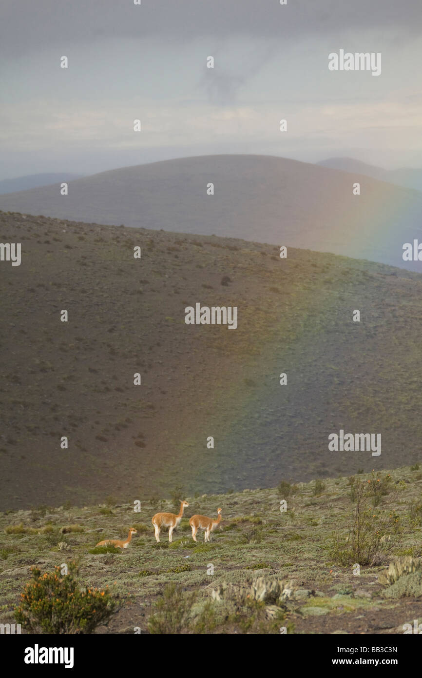 South America, Ecuador, wild vicuna (Vicugna vicugna) and rainbow on Mt ...