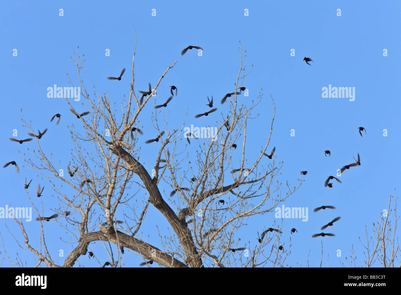 Blackbirds in Flight Stock Photo - Alamy
