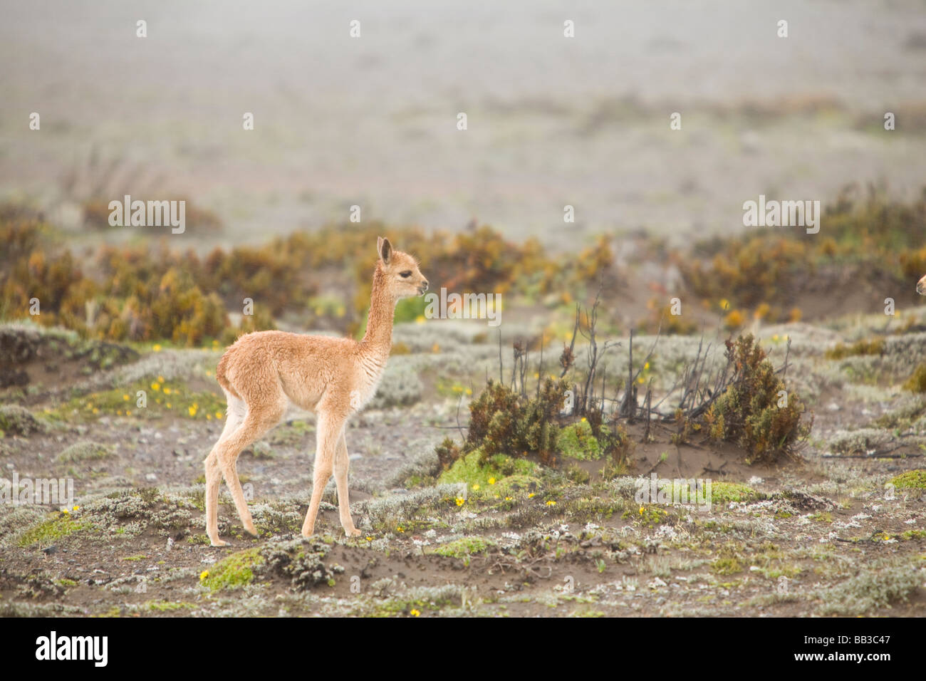 South America, Ecuador, baby wild vicuna (Vicugna vicugna) on Mt ...