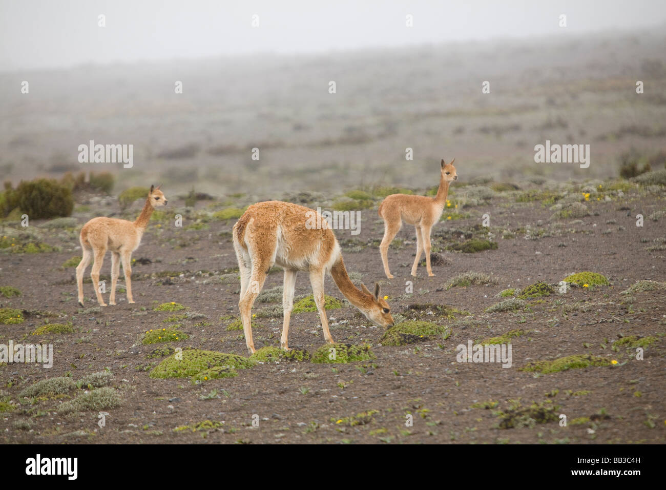 South America, Ecuador, wild vicuna (Vicugna vicugna) on Mt. Chimborazo ...