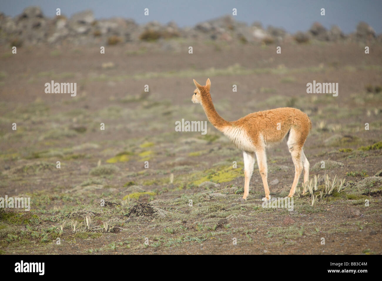 South America, Ecuador, wild vicuna (Vicugna vicugna) on Mt. Chimborazo ...