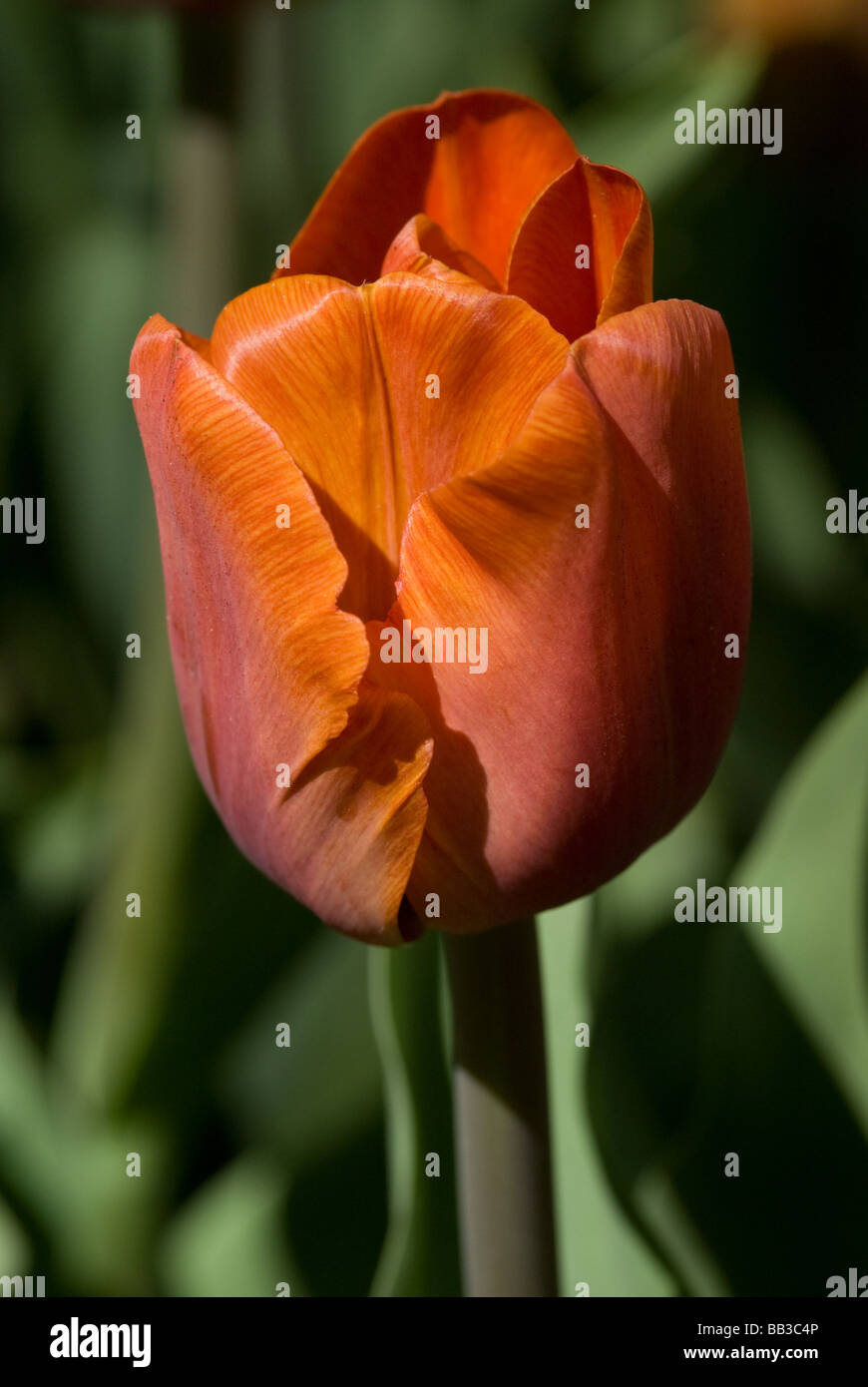 Tulip Cairo High Resolution Stock Photography and Images - Alamy