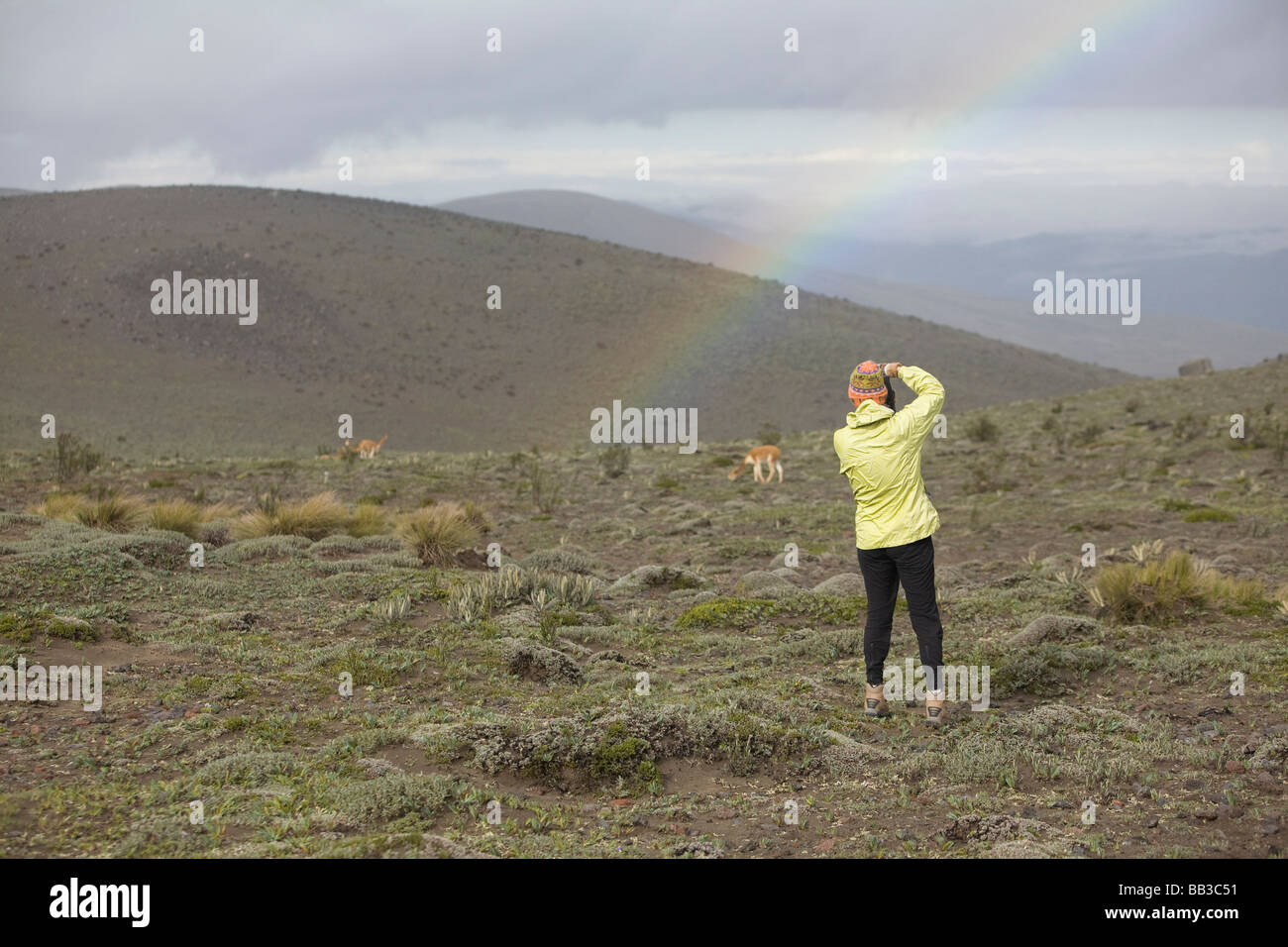 South America, Ecuador, woman photographing wild vicuna and rainbow on ...