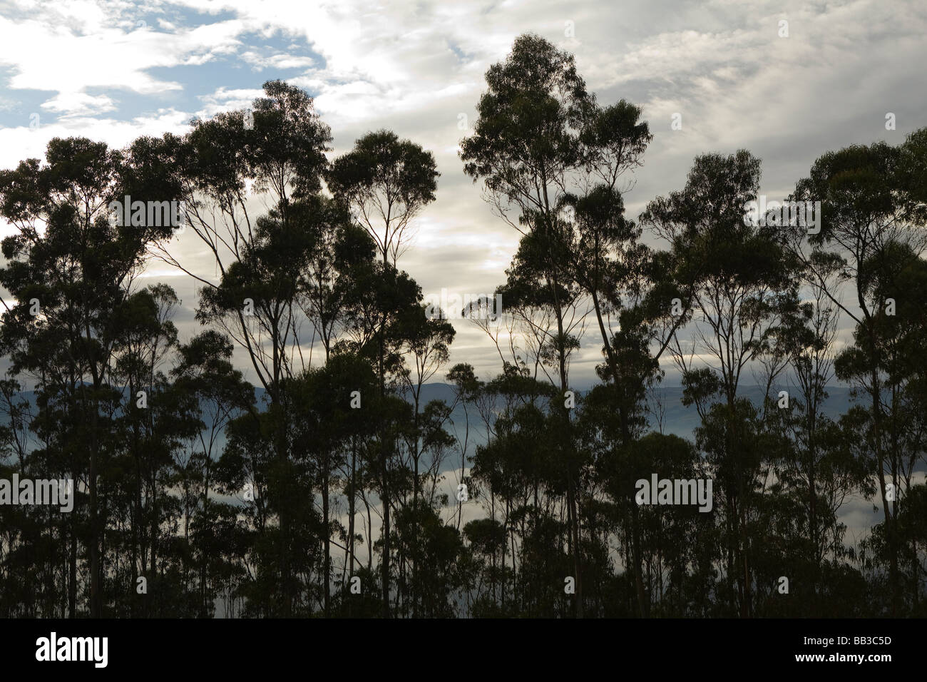South America, Ecuador, Pichincha province, Quito. Eucalyptus trees ...