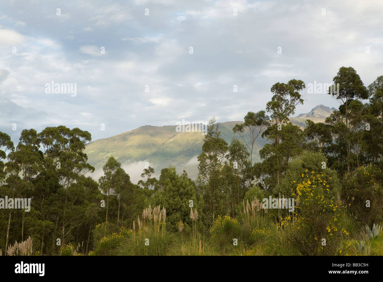 South America, Ecuador, Pichincha province, Quito. Eucalyptus trees and ...