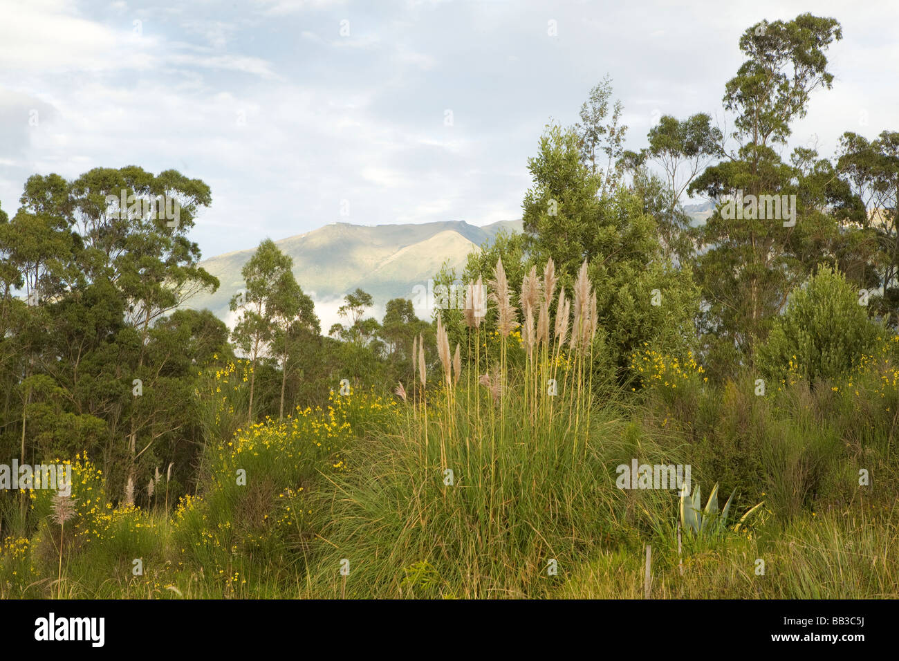 South America, Ecuador, Pichincha province, Quito. Eucalyptus trees and ...