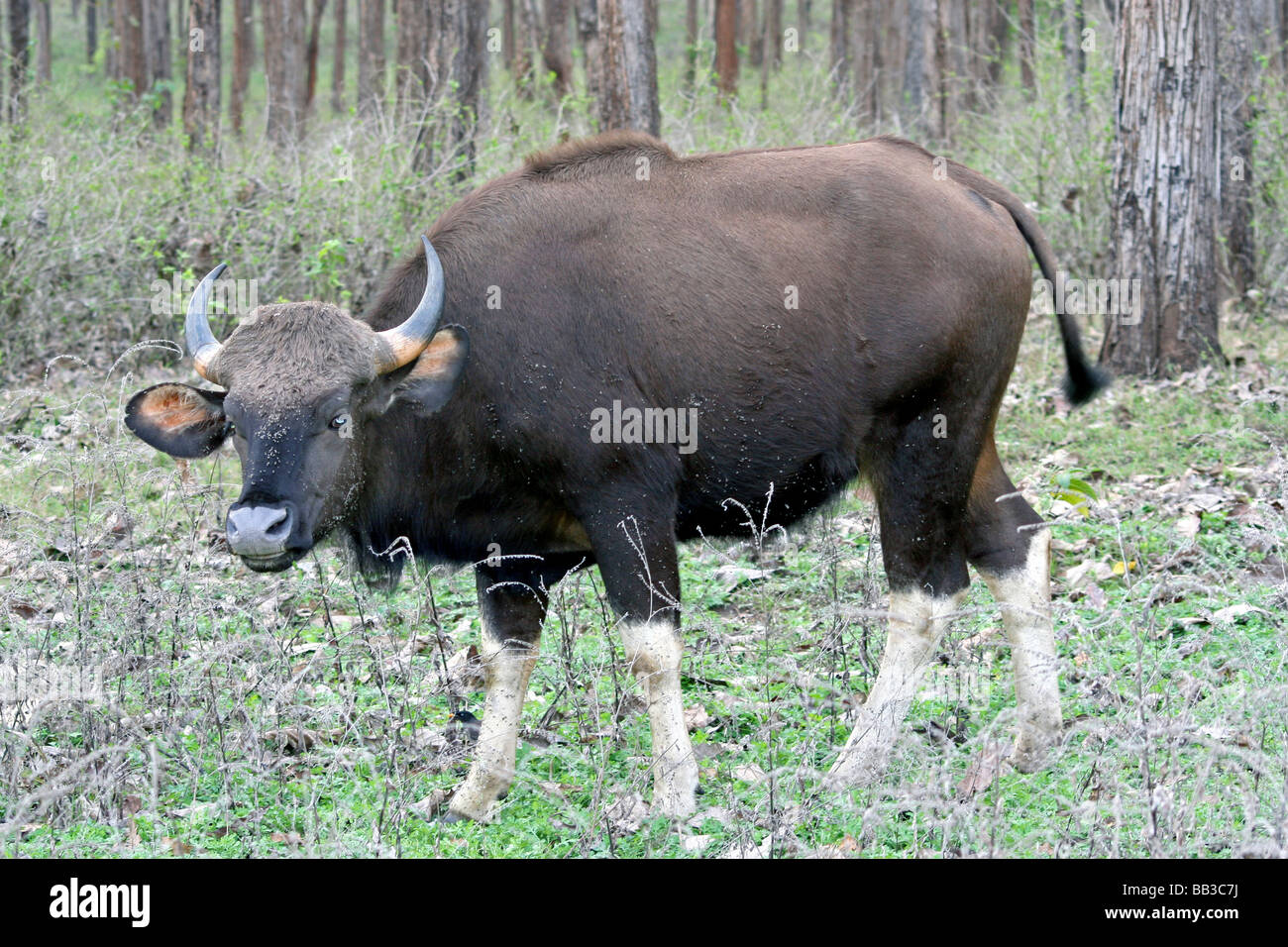 Indian Gaur Bos gaurus gaurus At Nagarhole NP, Karnataka State, India ...