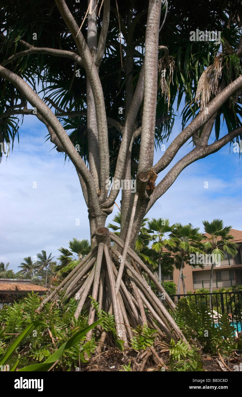 Stilt root tree hi-res stock photography and images - Alamy