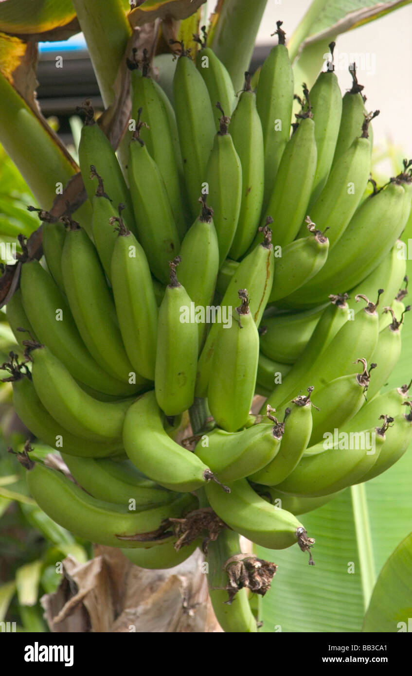 Hawaii bananas hi-res stock photography and images - Alamy
