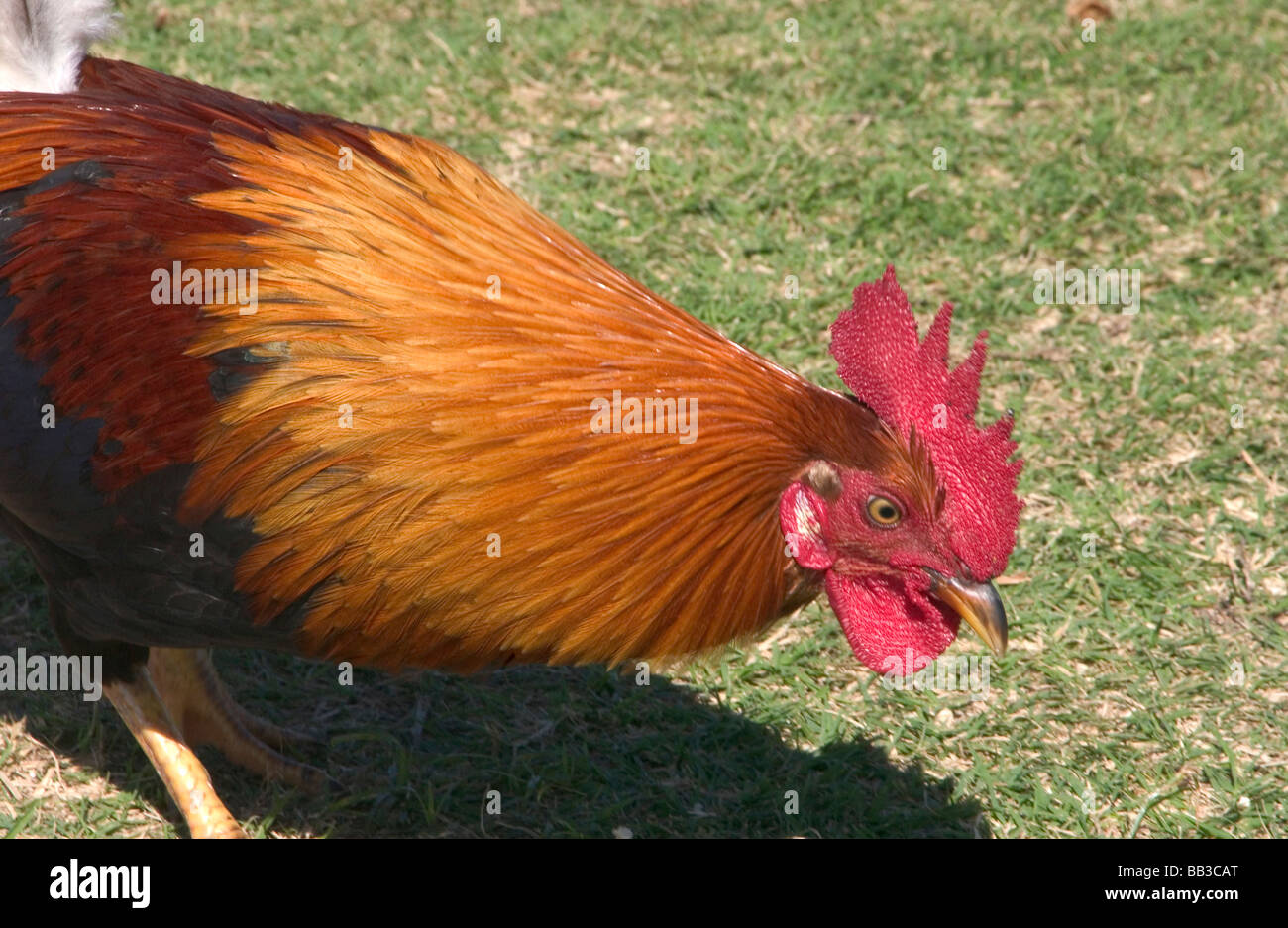 Wild chicken hi-res stock photography and images - Alamy