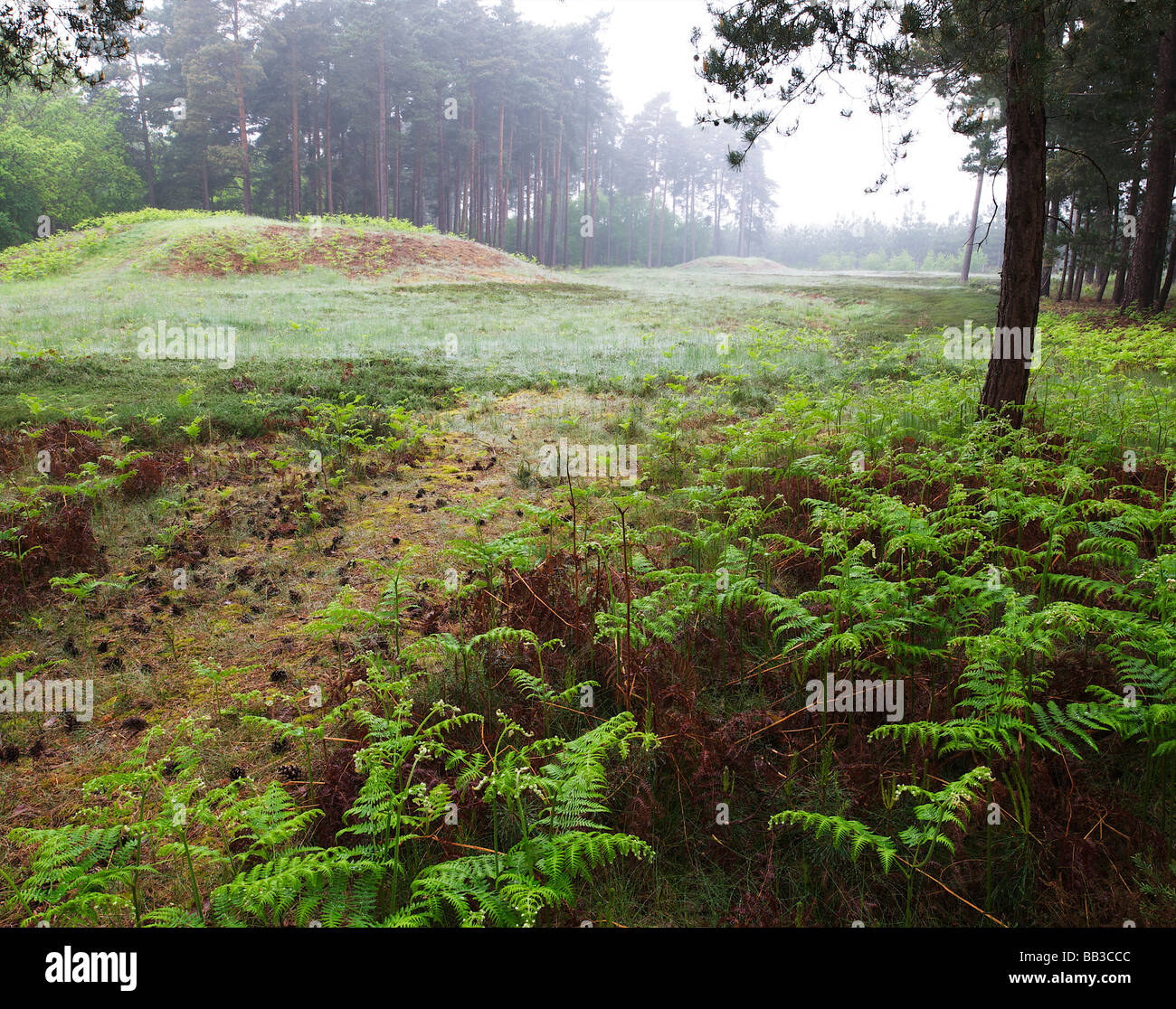 Mortimer forest hi-res stock photography and images - Alamy