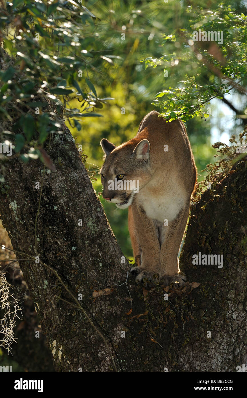 Florida panther Puma concolor coryi Florida captive Stock Photo - Alamy
