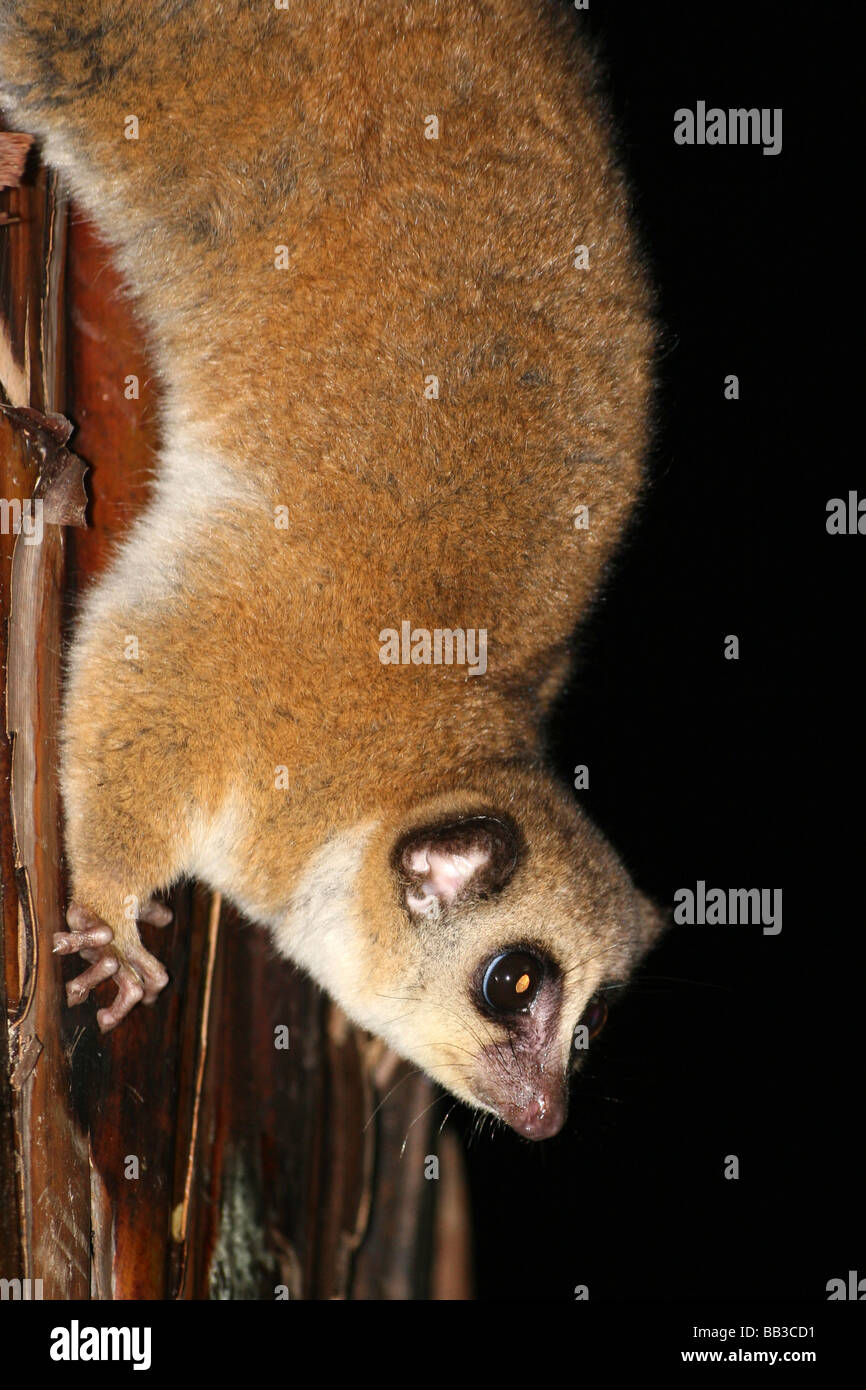 Fat-tailed Dwarf Lemur (a.k.a. Lesser Dwarf Lemur) Cheirogaleus medius ...