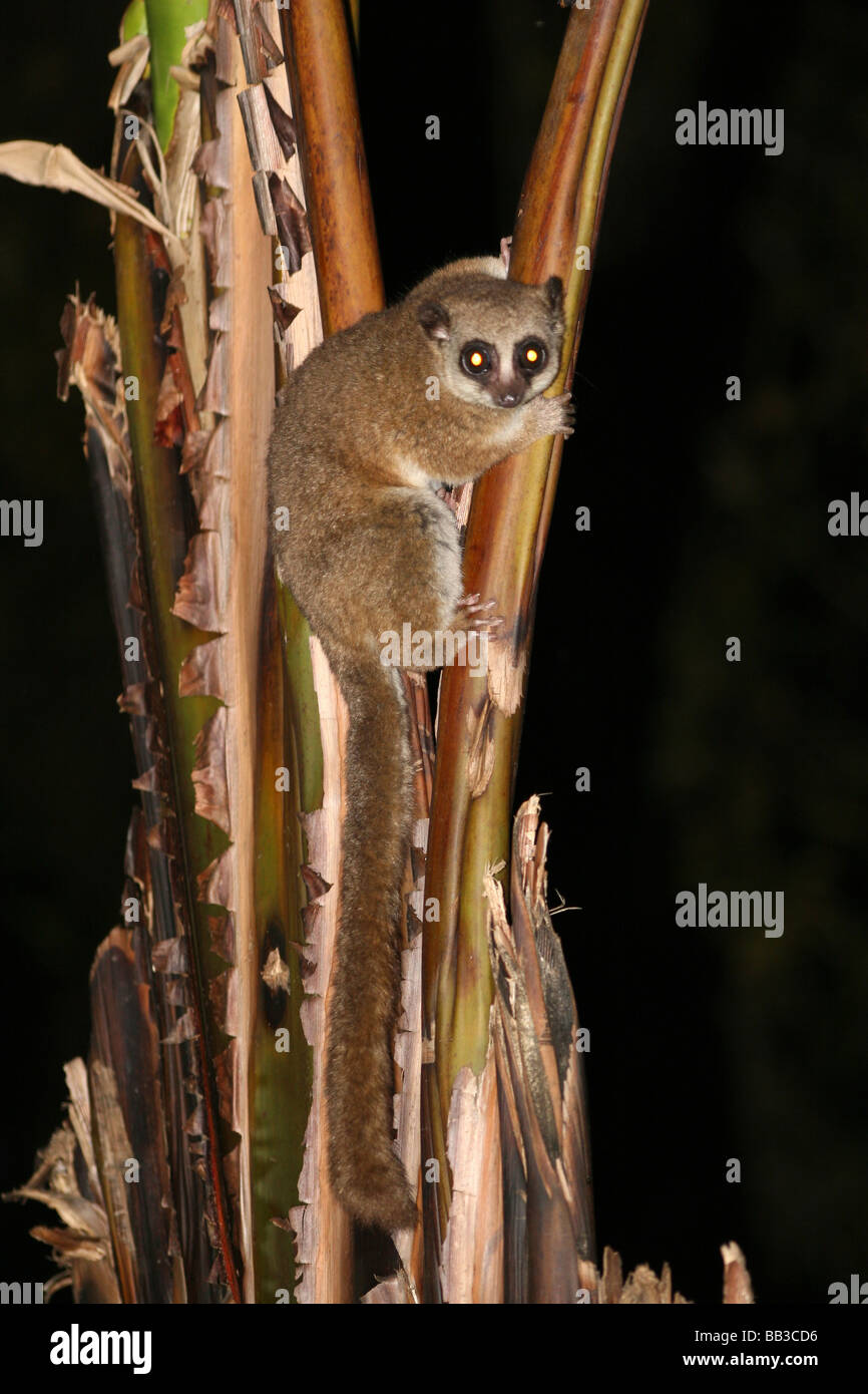 Cheirogaleus medius hi-res stock photography and images - Alamy