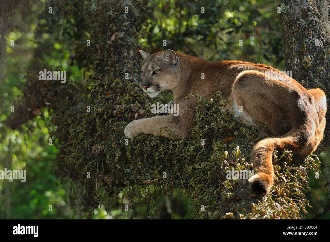 Florida panther Puma concolor coryi Florida captive Stock Photo - Alamy