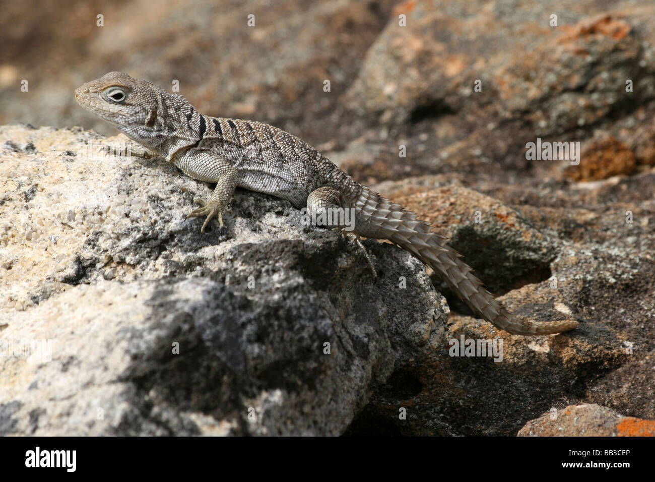 Dumerils hi-res stock photography and images - Alamy