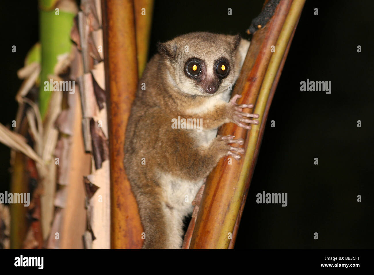 Fat-tailed Dwarf Lemur (a.k.a. Lesser Dwarf Lemur) Cheirogaleus medius ...