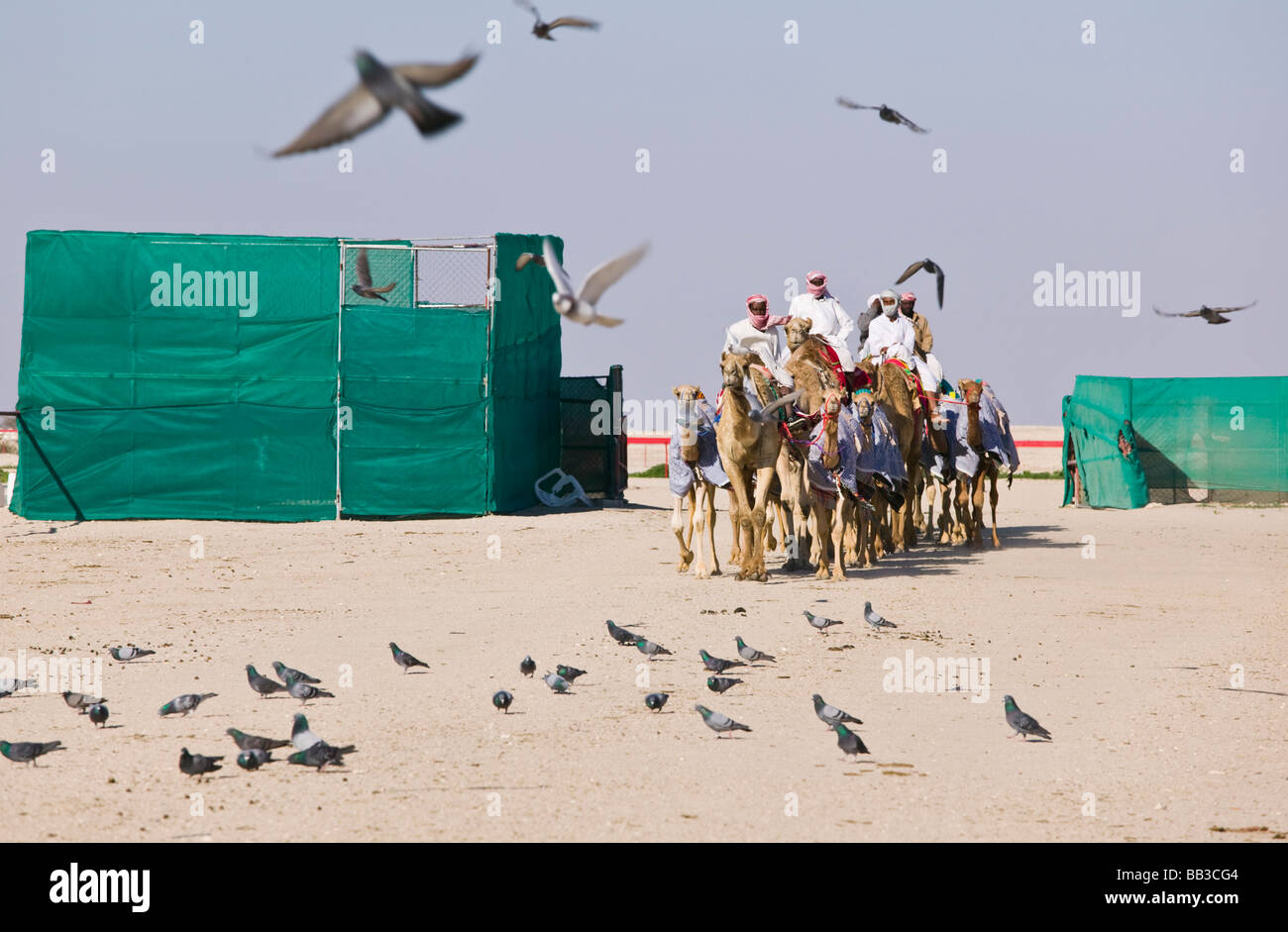 Qatar, Al Shahaniya. Qatar Camel Racing Track- Excercising Racing ...