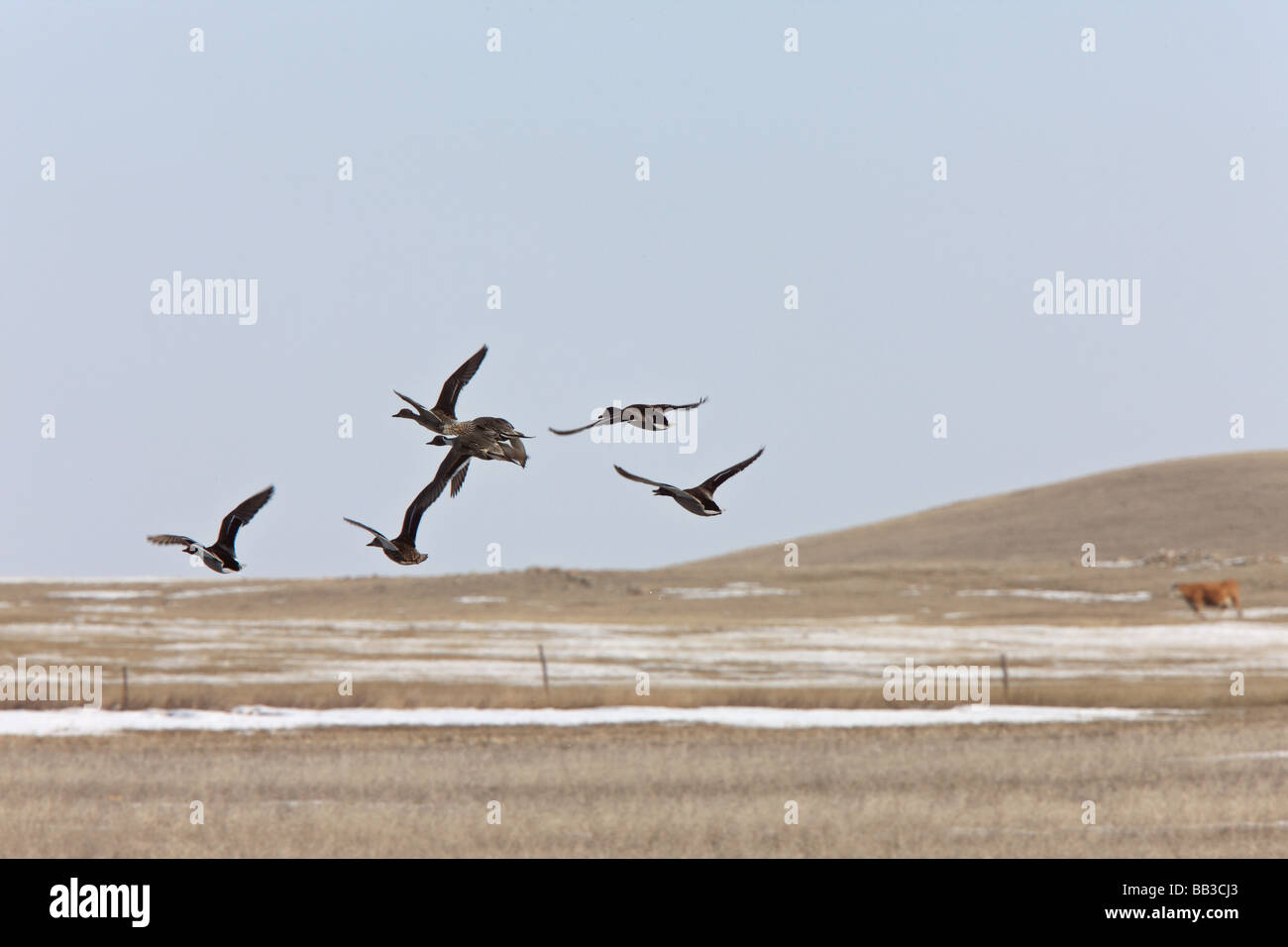 Ducks in Flight Stock Photo - Alamy