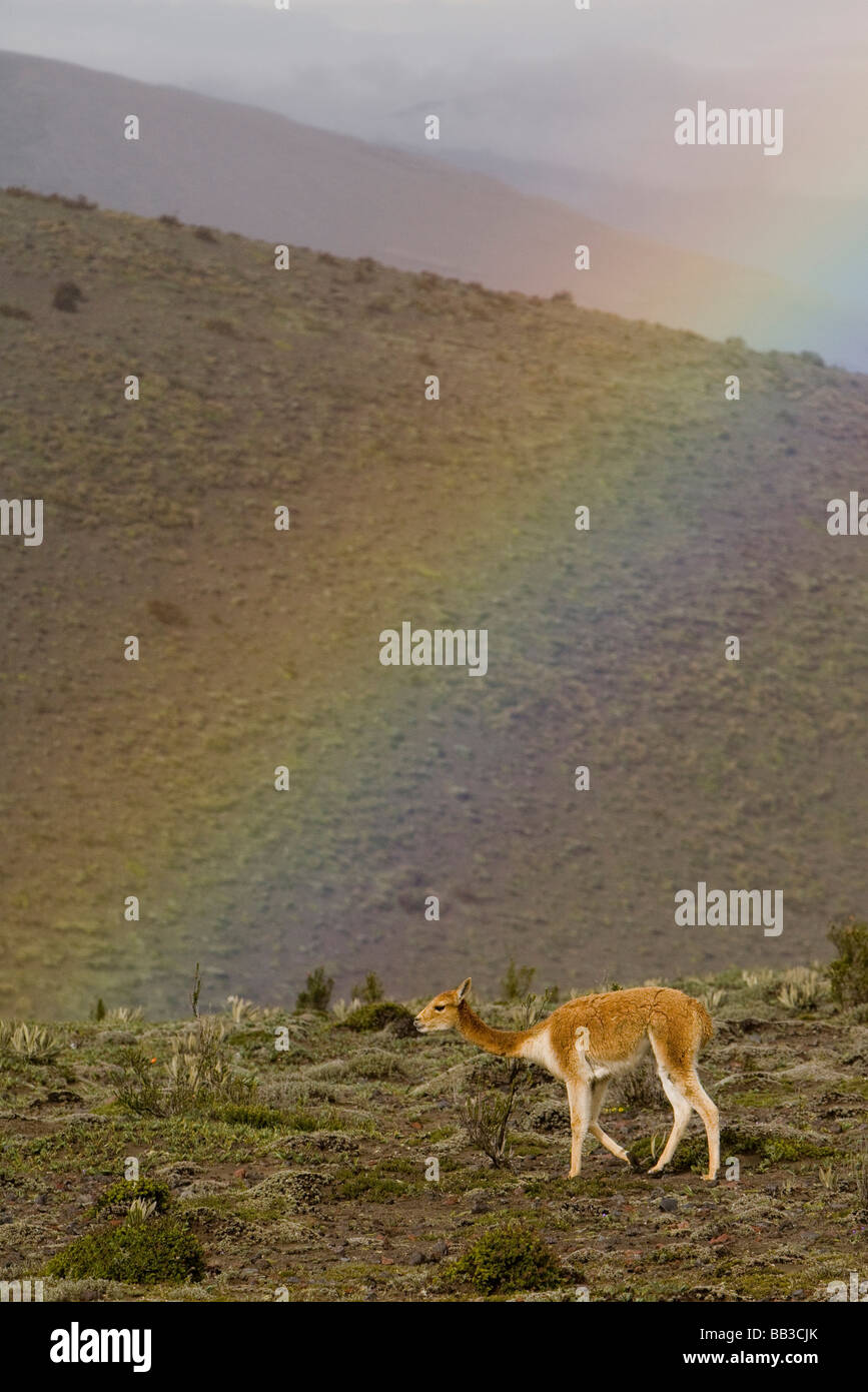South America, Ecuador, wild vicuna (Vicugna vicugna) and rainbow on Mt ...