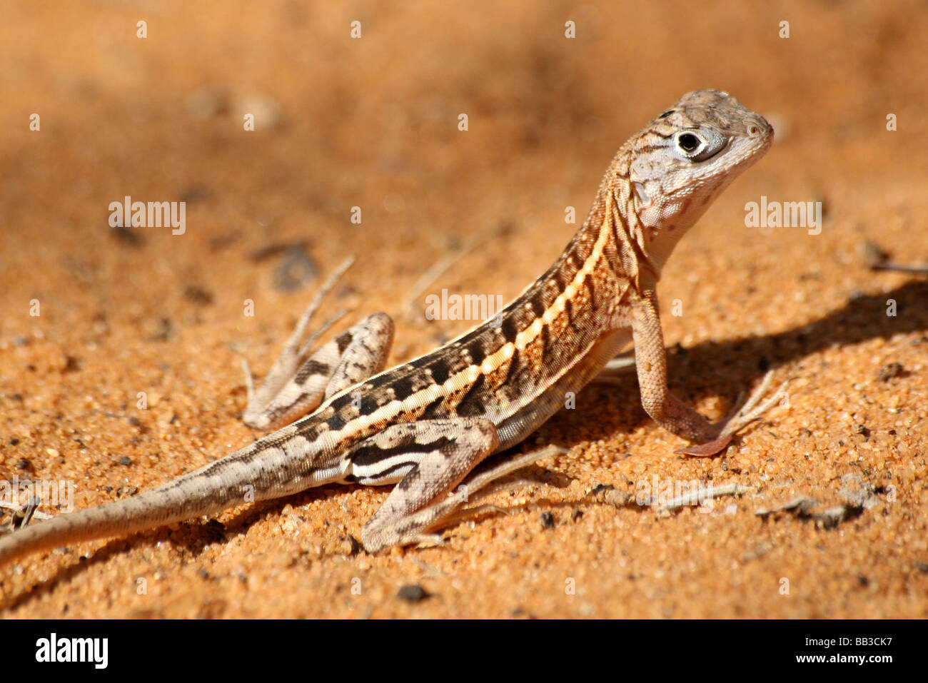 Three-eyed Lizard Chalaradon madagascariensis Taken In Spiny Forest ...