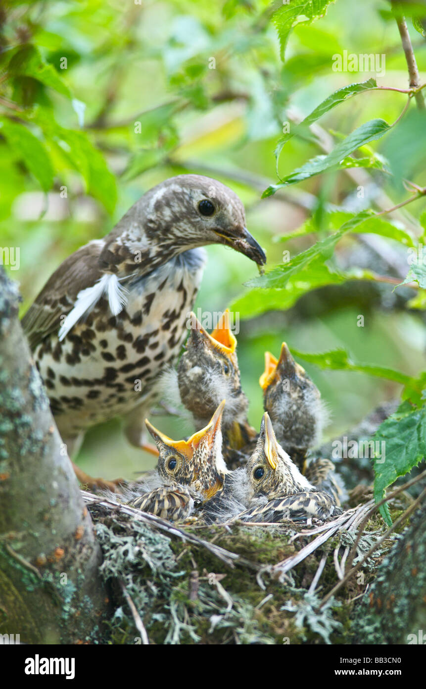 Baby thrush hi-res stock photography and images - Alamy