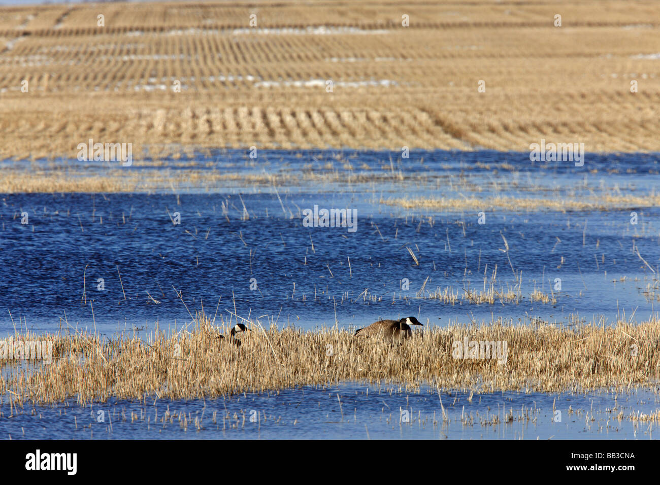 Canada Geese nesting in Farmers Field Stock Photo - Alamy