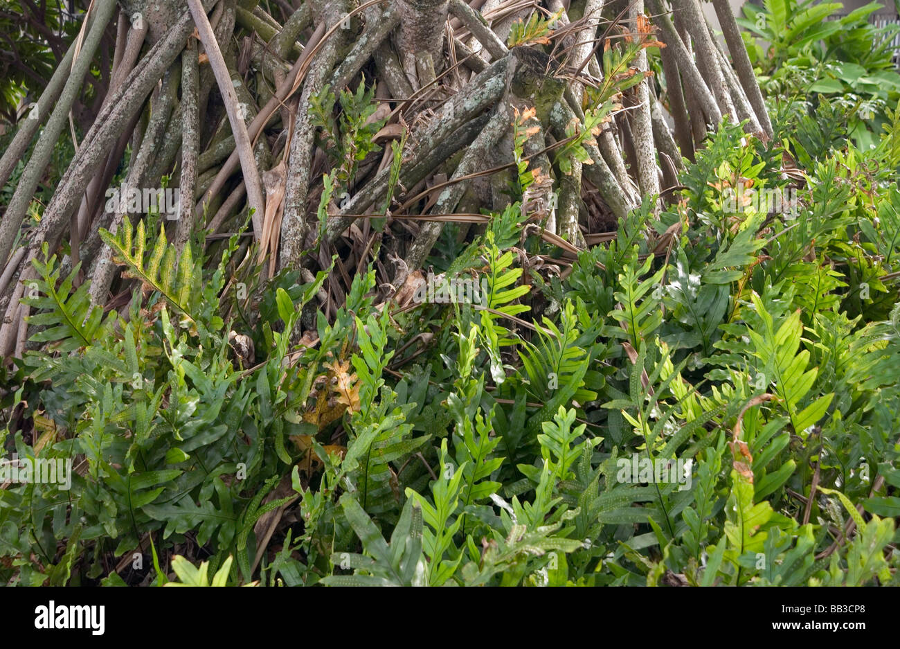 Stilt tree hi-res stock photography and images - Alamy