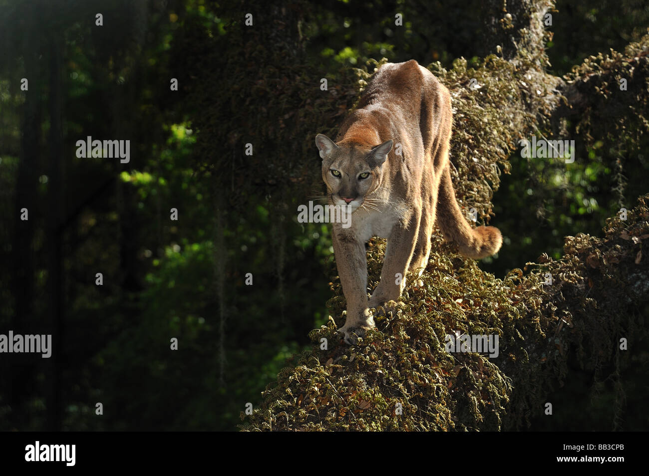Florida panther Puma concolor coryi Florida captive Stock Photo - Alamy