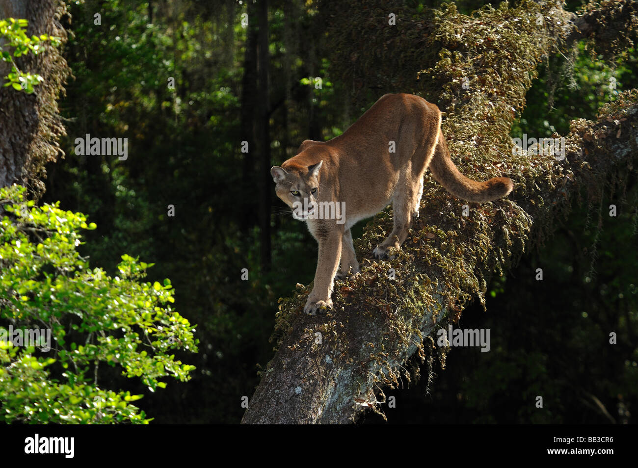 Florida panther Puma concolor coryi Florida captive Stock Photo - Alamy