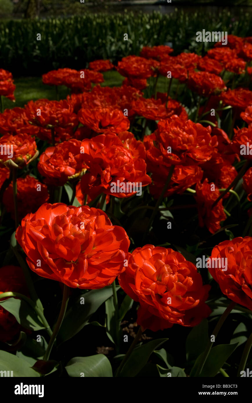 Miranda flower hi-res stock photography and images - Alamy